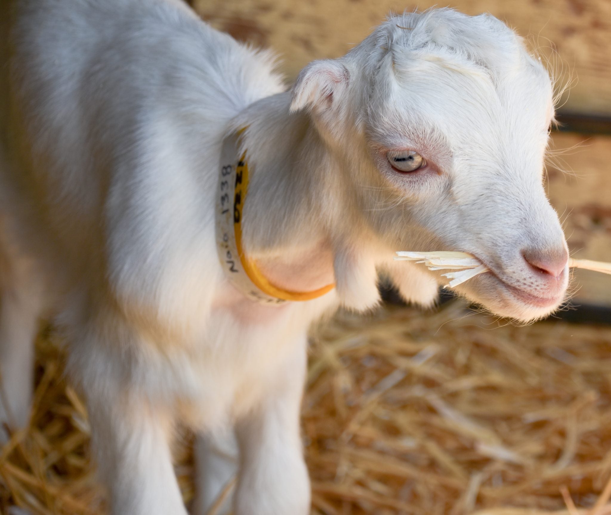 Research | UC Davis Animal Welfare Epi Lab